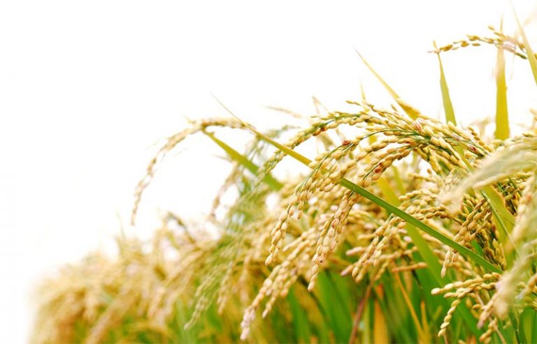 WellFarm Beras Nutri Zinc Organik, Optimalkan Tumbuh Kembang Anak